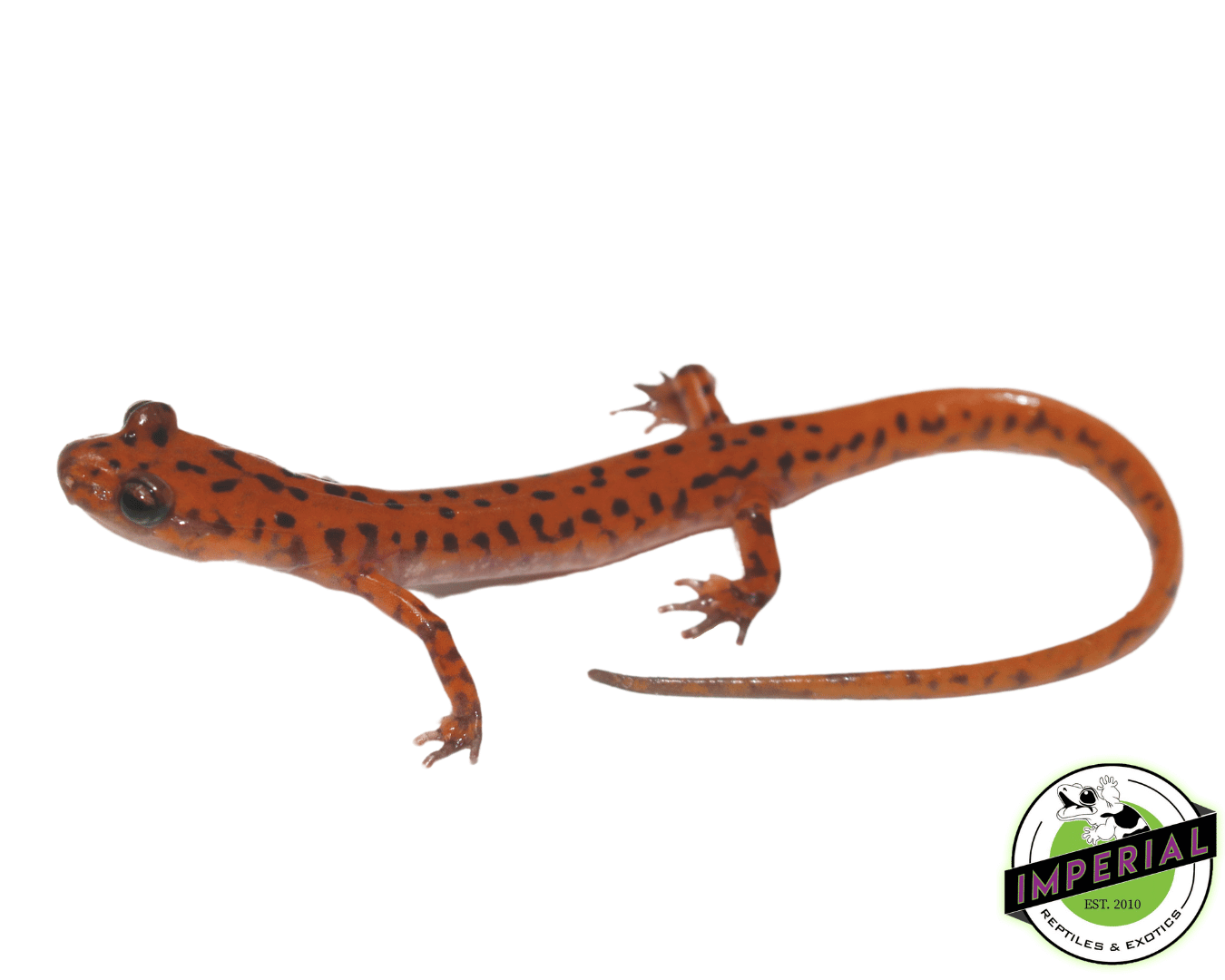 Cave Salamander (Eurycea Lucifuga) For Sale - Imperial Reptiles ... Cave Salamander (Eurycea Lucifuga) For Sale - Imperial Reptiles ...