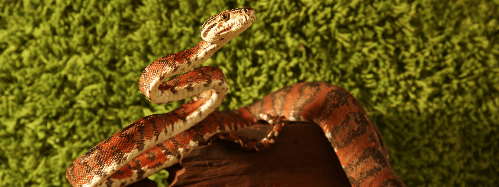 Amazon Tree Boas Breeding Easy Guide To Identifying Green Tree Snake