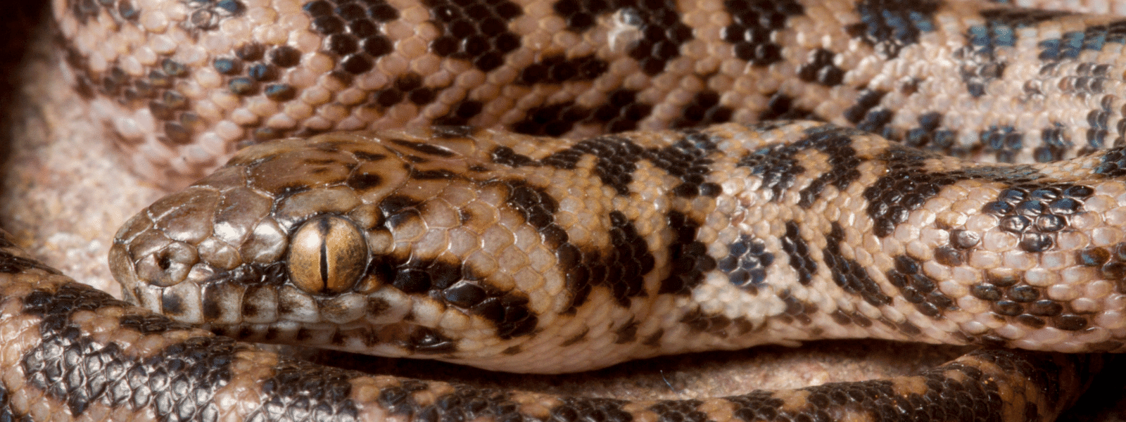 Dwarf Python Care Sheet – IMPERIAL REPTILES & EXOTICS