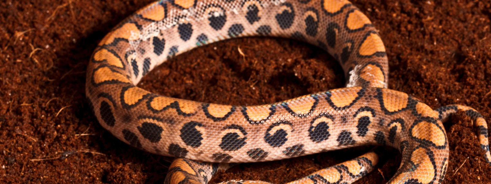 Guide to Reptile Bedding – IMPERIAL REPTILES & EXOTICS