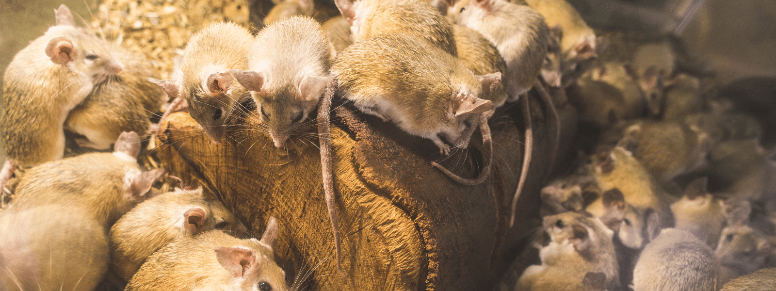 Breeding Rodents 101: Should You Do It? – IMPERIAL REPTILES & EXOTICS