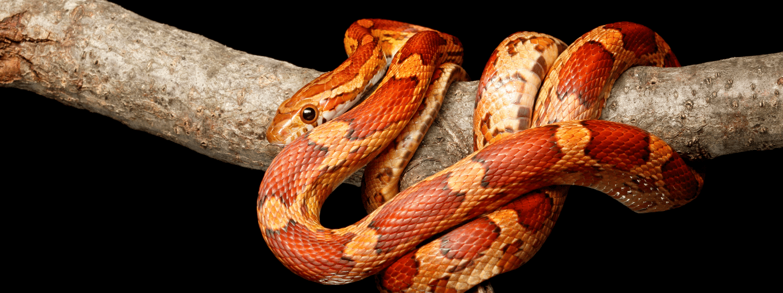 Corn Snake Care Sheet – IMPERIAL REPTILES & EXOTICS