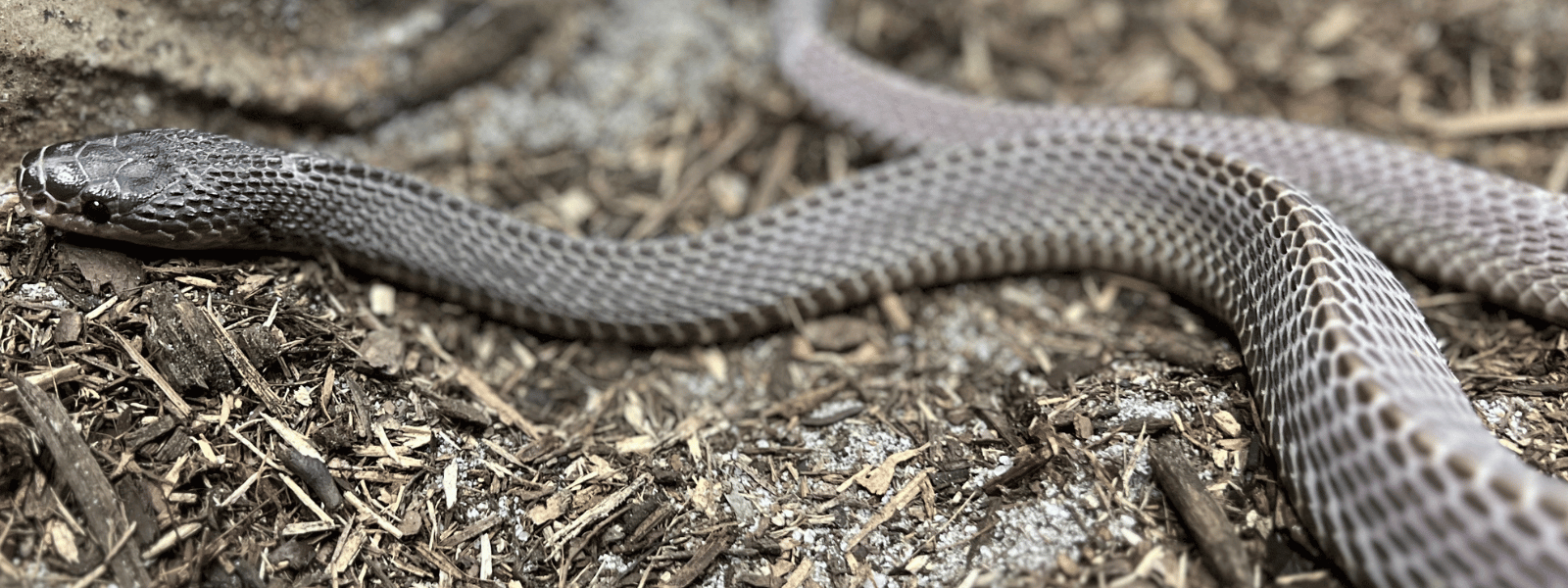 File Snake Care Sheet – IMPERIAL REPTILES & EXOTICS