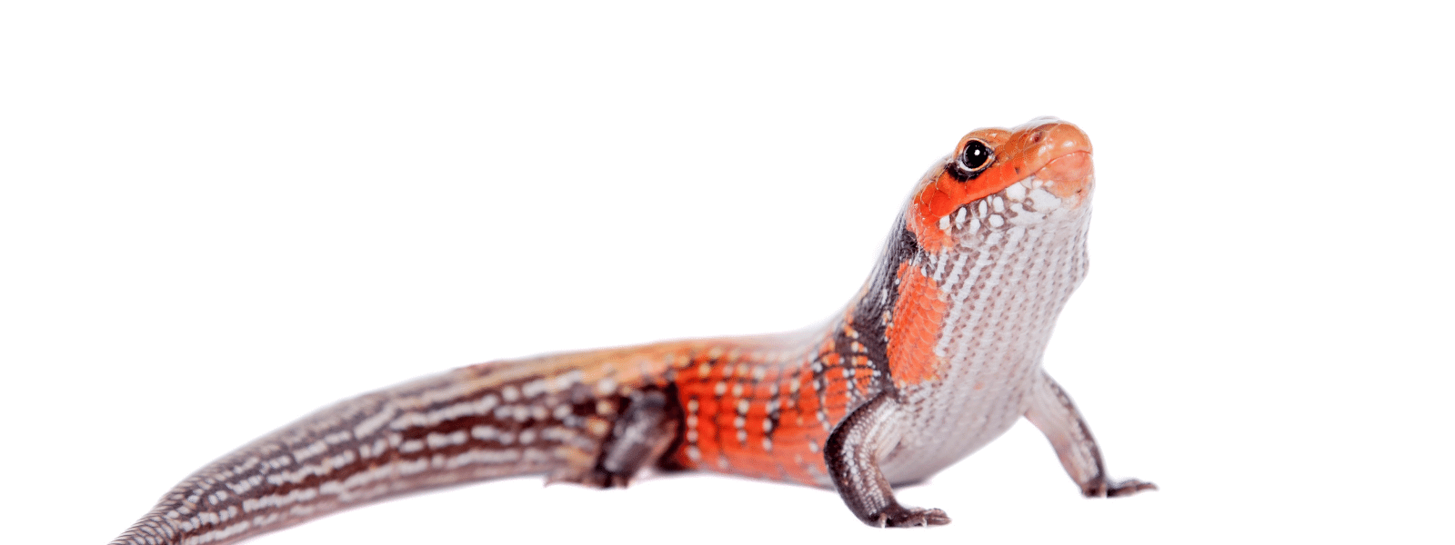 Fire Skink Care Sheet – IMPERIAL REPTILES & EXOTICS