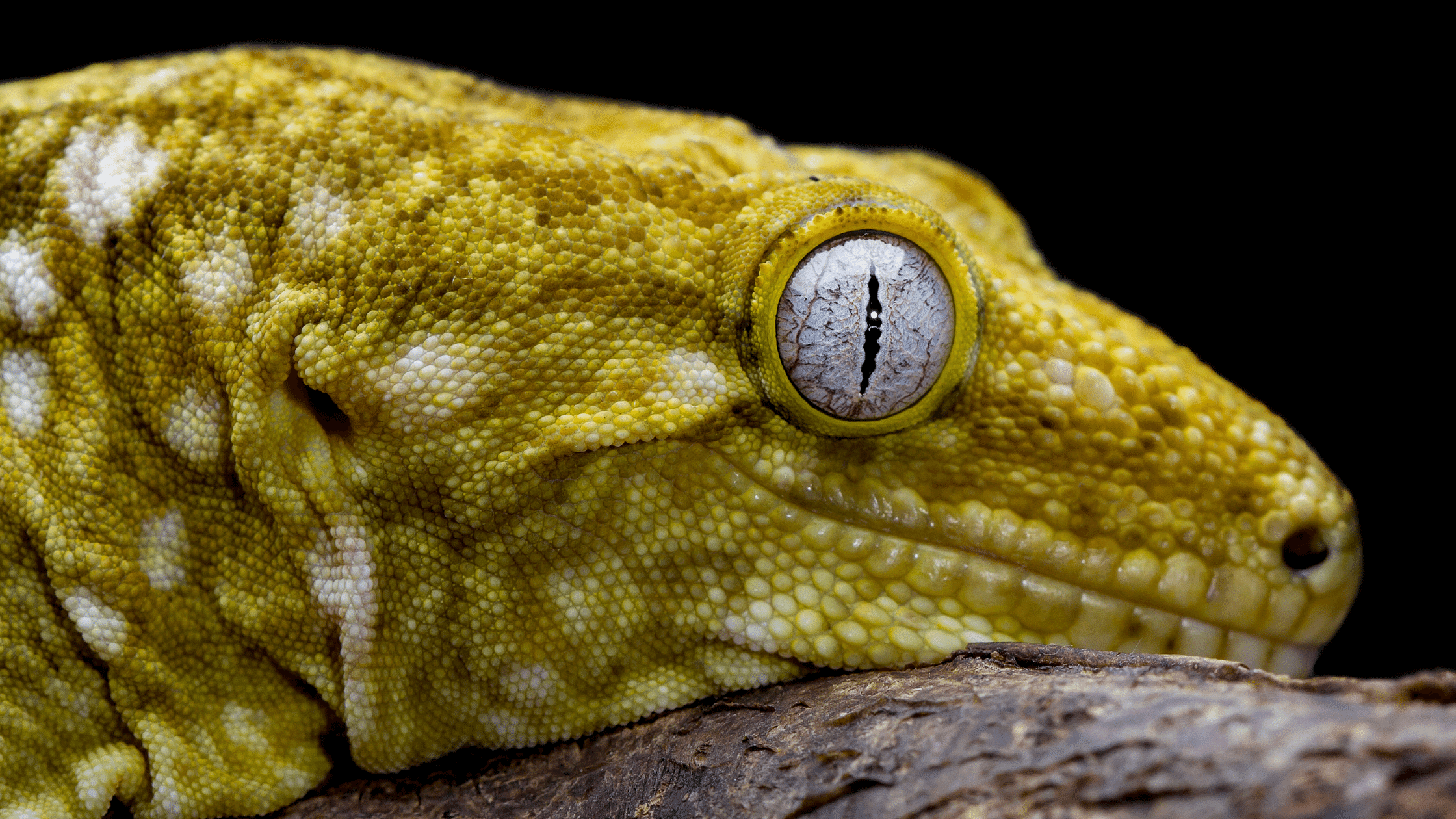 Leachianus Gecko Care Sheet – IMPERIAL REPTILES & EXOTICS