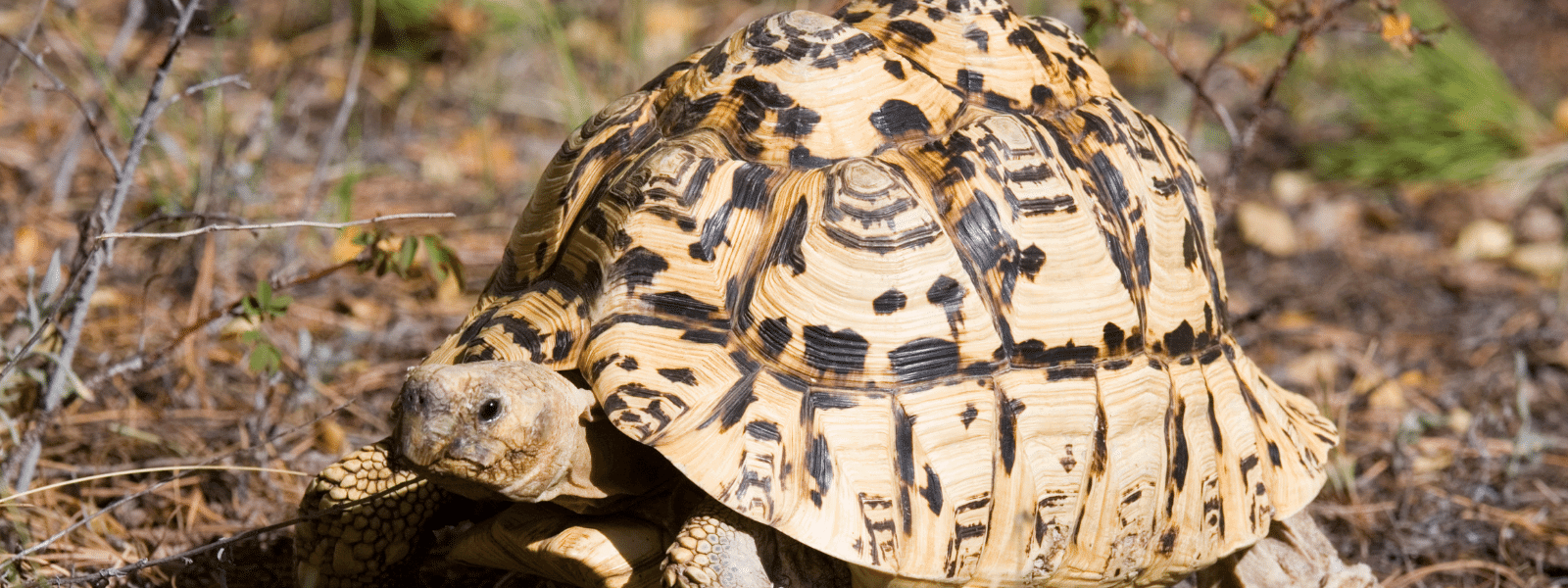 Leopard Tortoise Care Sheet – IMPERIAL REPTILES & EXOTICS