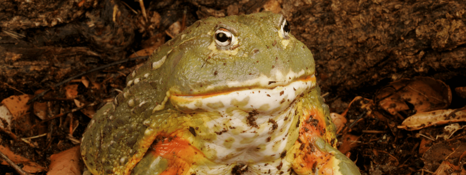 Pixie Frog Care Sheet – IMPERIAL REPTILES & EXOTICS