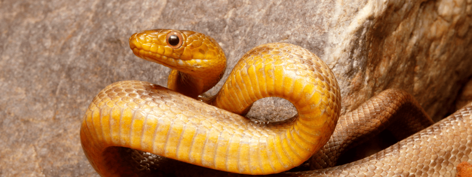 Rat Snake Care Sheet – IMPERIAL REPTILES & EXOTICS