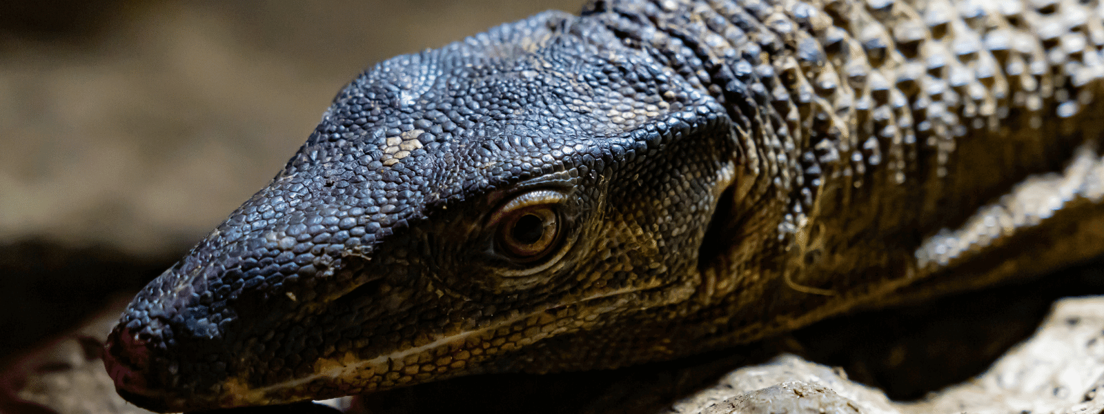 Roughneck Monitor Care Sheet – IMPERIAL REPTILES & EXOTICS