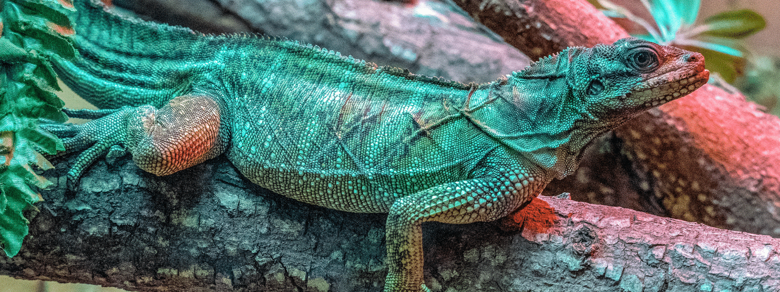 Sailfin Dragon Care Sheet – IMPERIAL REPTILES & EXOTICS