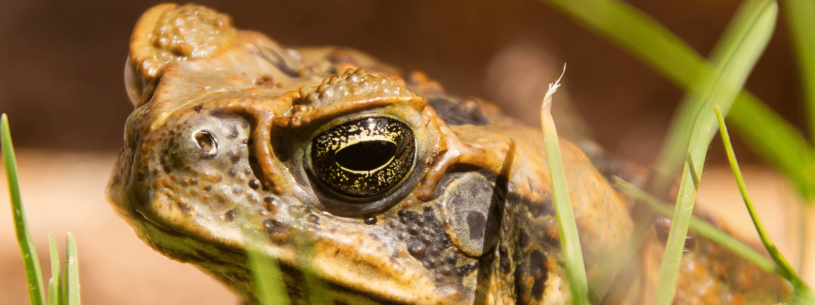 Toad Care Sheet – IMPERIAL REPTILES & EXOTICS