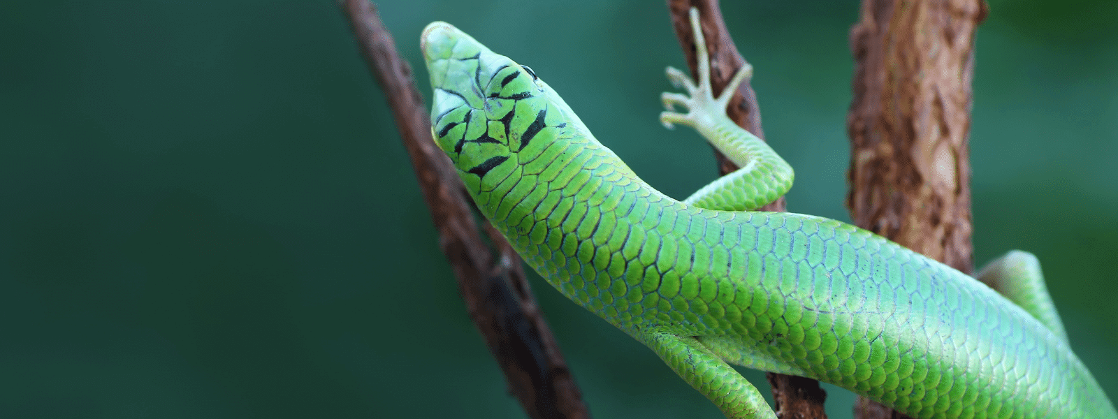 Tree Skink Care Sheet – IMPERIAL REPTILES & EXOTICS