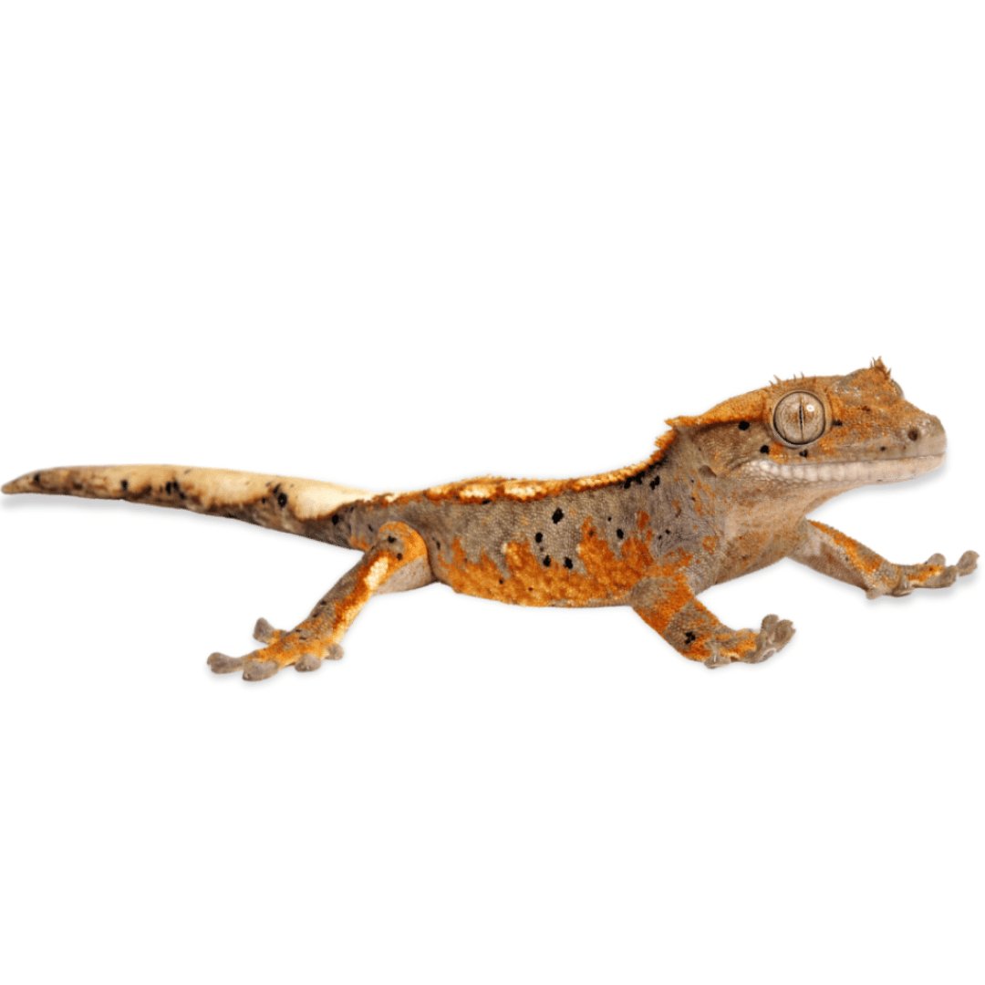 Crested Geckos For Sale - Imperial Reptiles – IMPERIAL REPTILES & EXOTICS