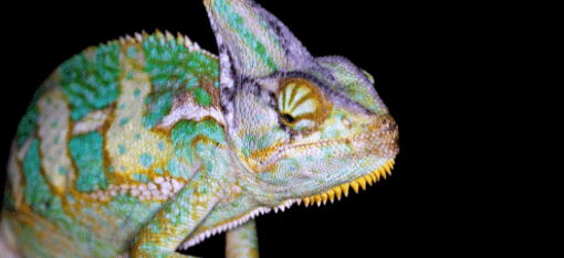 Brands For Sale - Imperial Reptiles – IMPERIAL REPTILES & EXOTICS