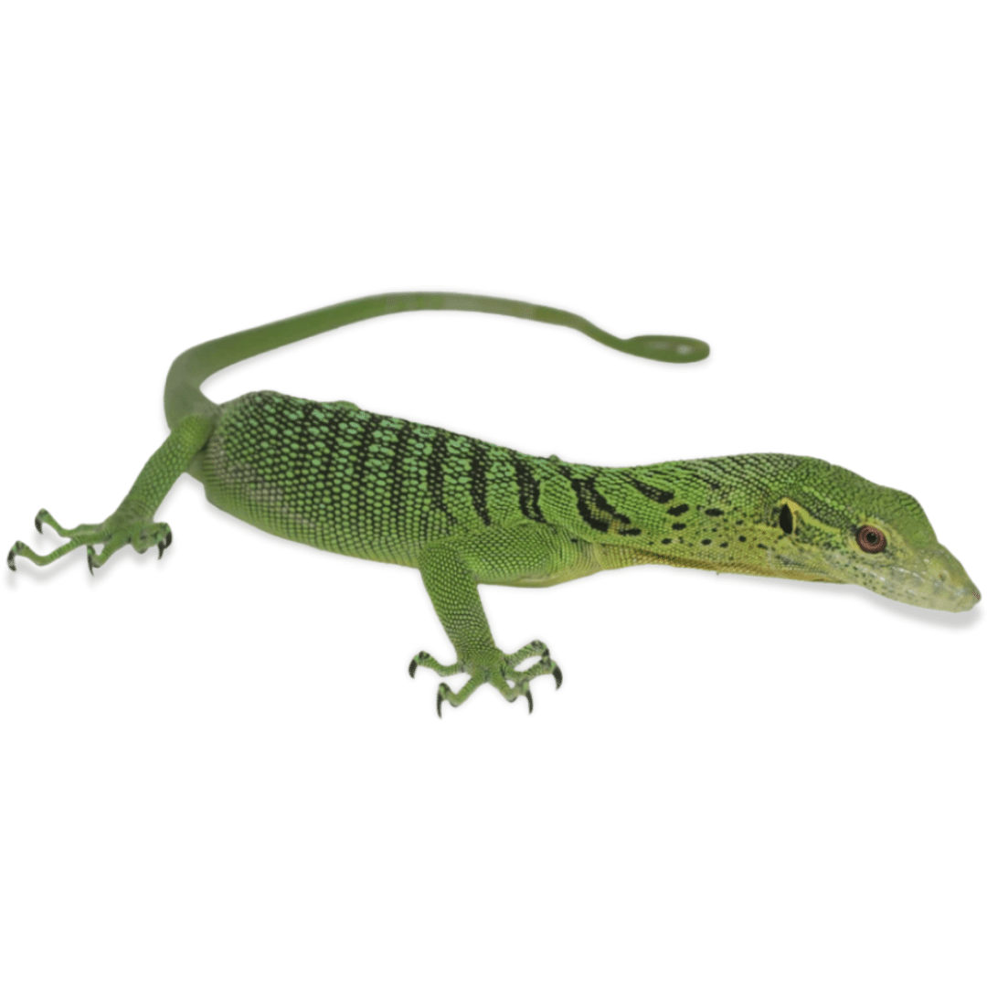 Monitor Lizards For Sale - Imperial Reptiles – IMPERIAL REPTILES & EXOTICS