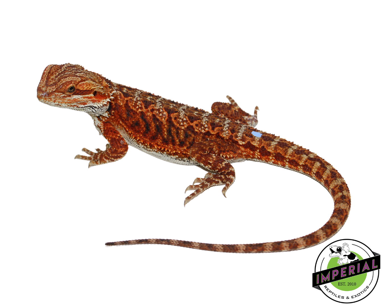 Extreme Red Bearded Dragon For Sale - Imperial Reptiles – IMPERIAL ...