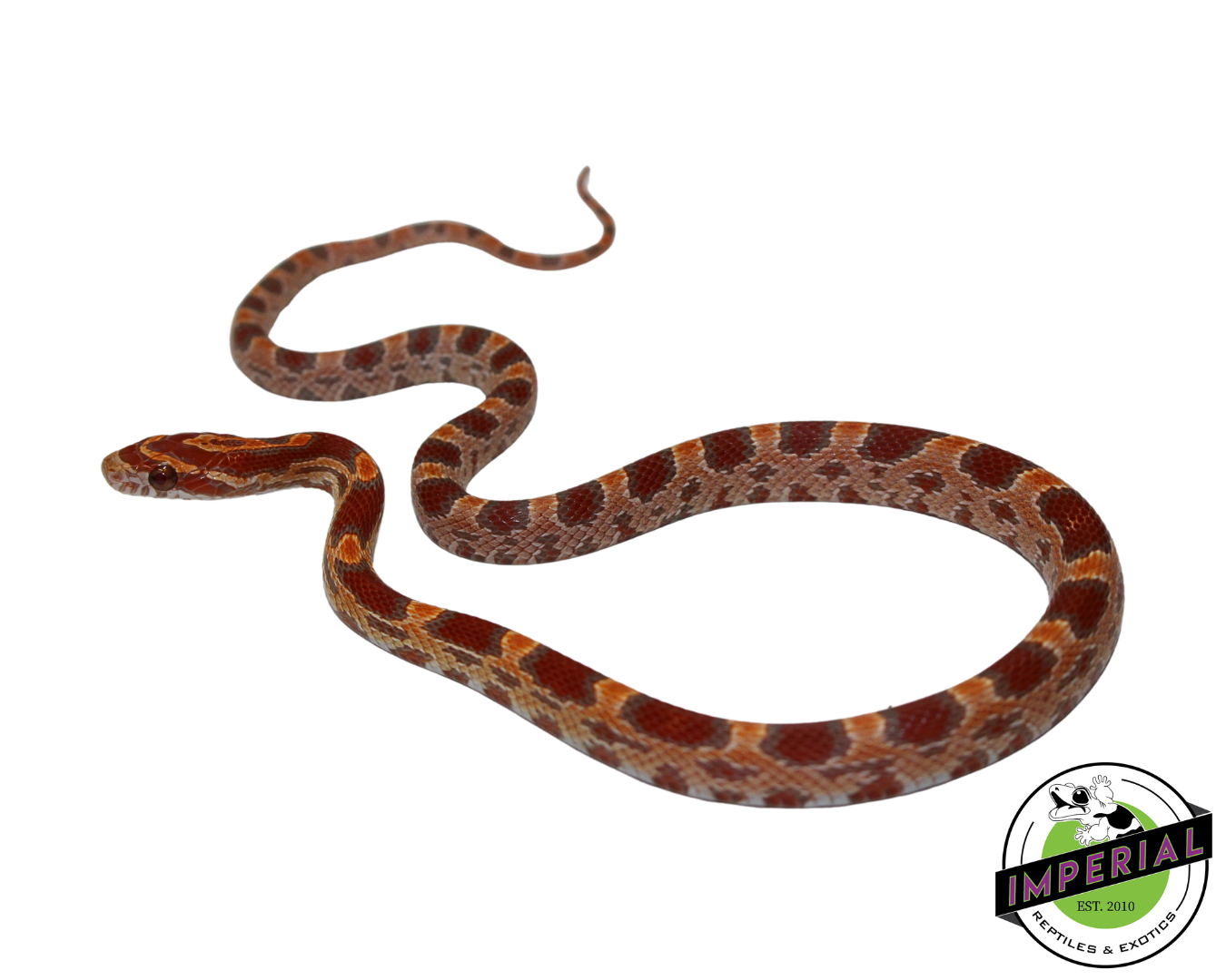 Ultramel Corn Snake