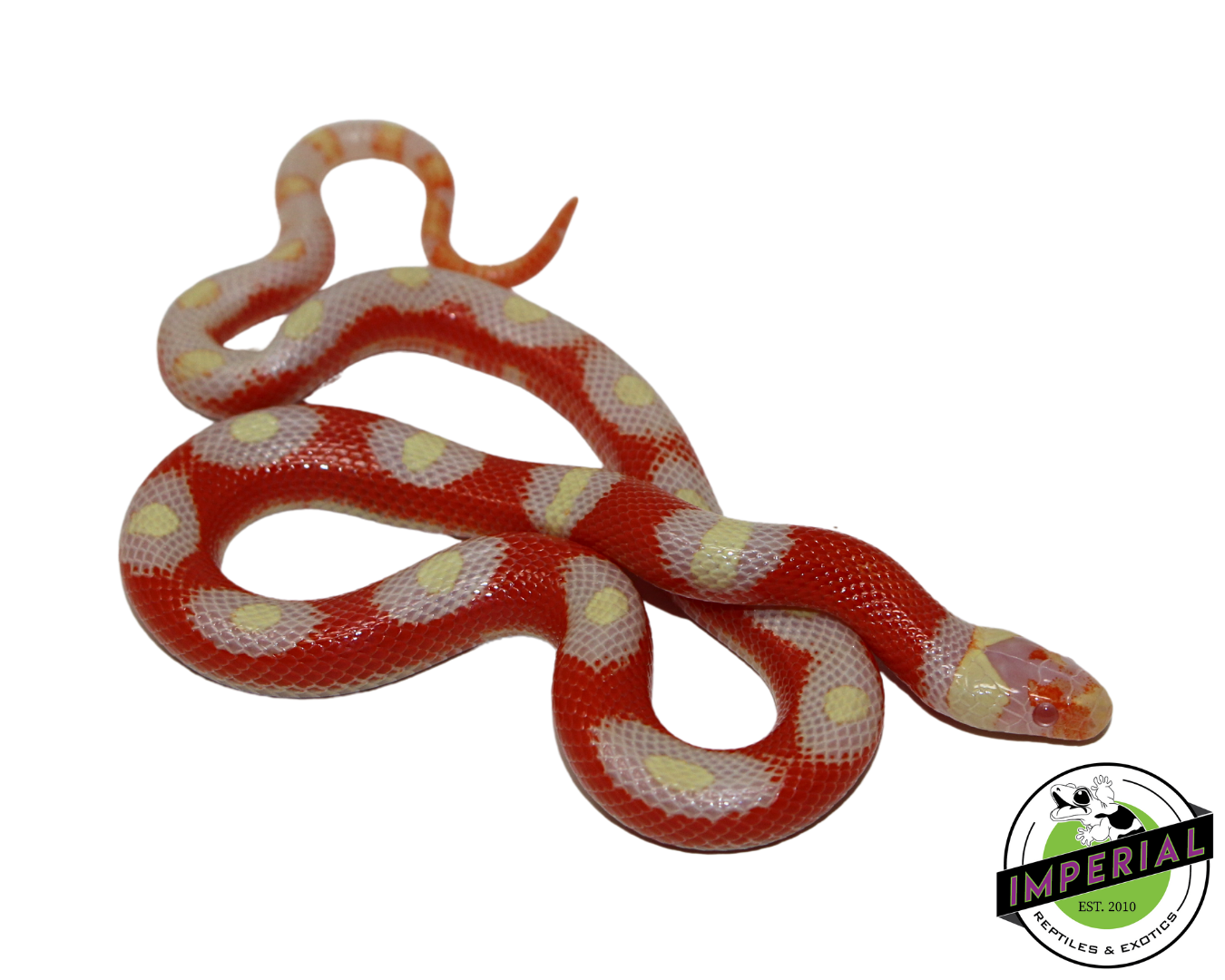 T+ Albino Nelson's Milk Snake Nelson's Milk Snake For Sale - Imperial ...
