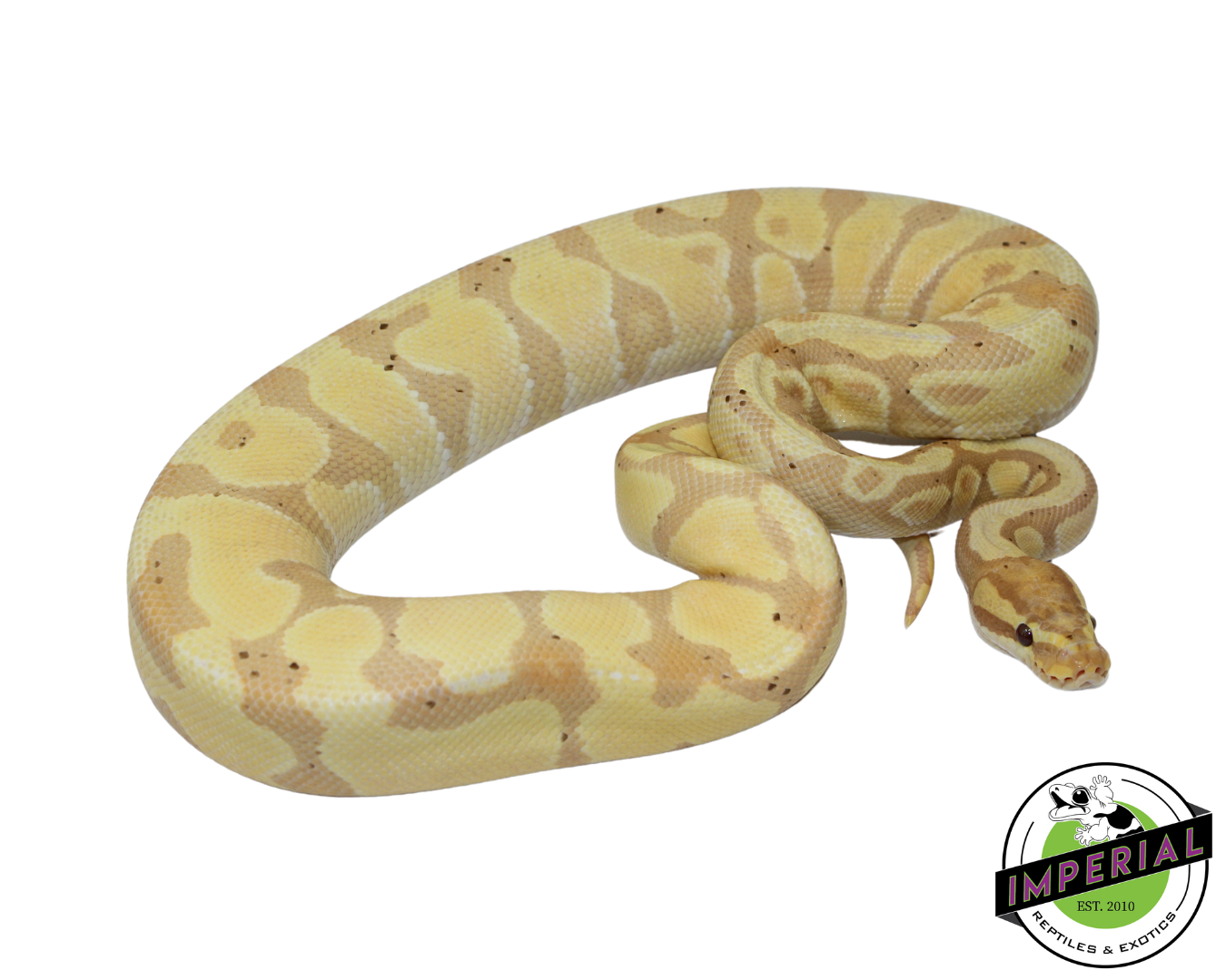 Banana Enchi Gravel Ball Python For Sale - Imperial Reptiles – IMPERIAL ...