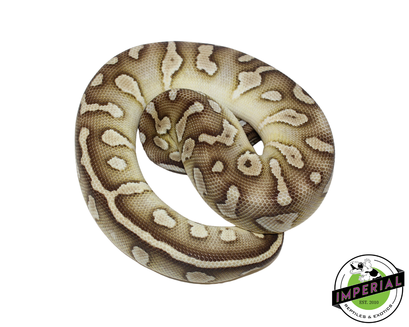Raven Pastel Butter Ball Python For Sale - Imperial Reptiles – IMPERIAL ...