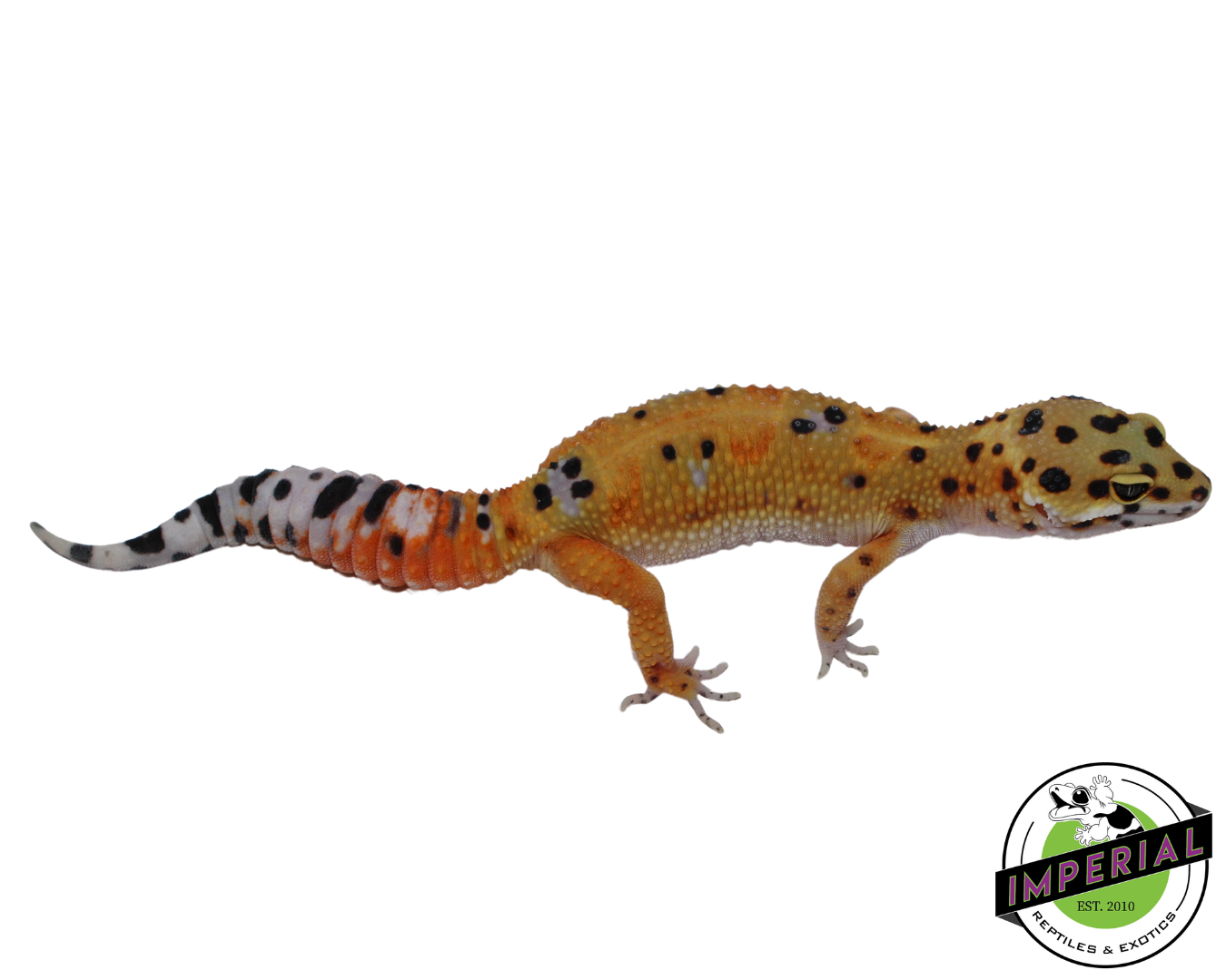Fire Fox Tangerine Leopard Gecko Adult For Sale - Imperial Reptiles ...