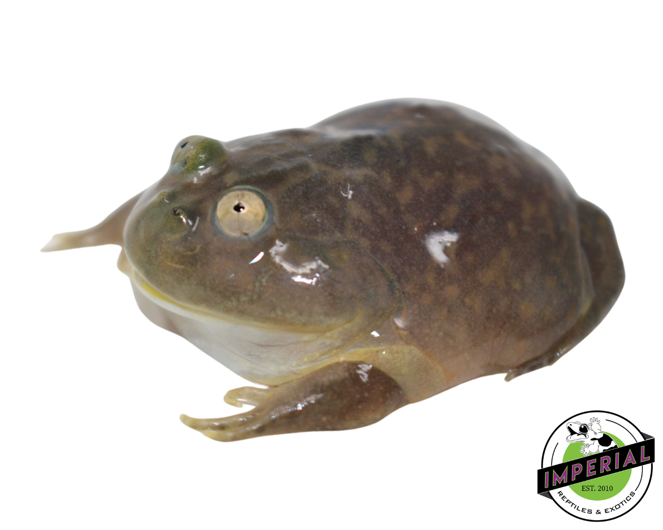 Budgett's Frog Baby – IMPERIAL REPTILES & EXOTICS