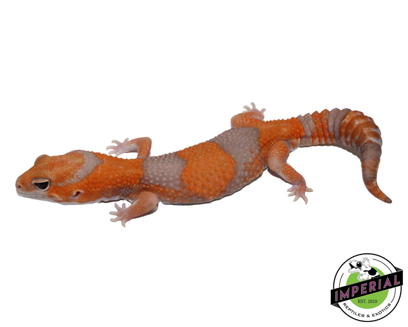 Tangerine Amel African Fat Tail Gecko For Sale - Imperial Reptiles ...