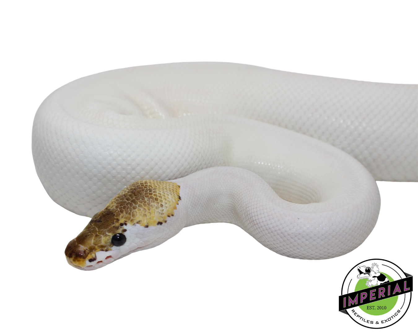 Spied Ball Python Adult For Sale - Imperial Reptiles – IMPERIAL ...