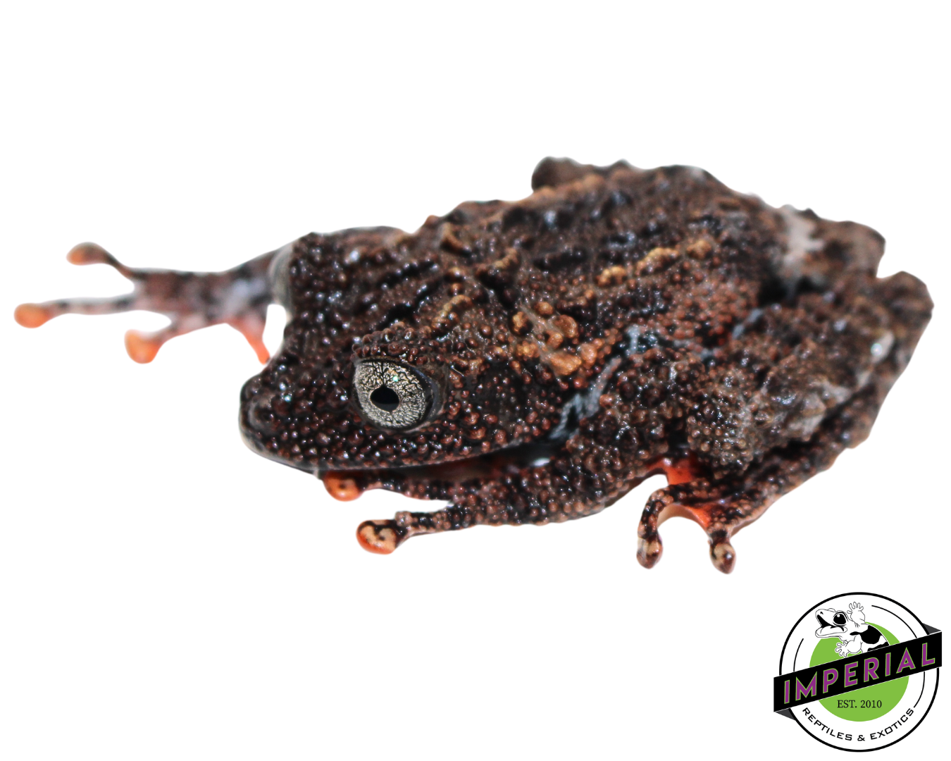Malaya Bug Eyed Frog For Sale - Imperial Reptiles – IMPERIAL REPTILES ...