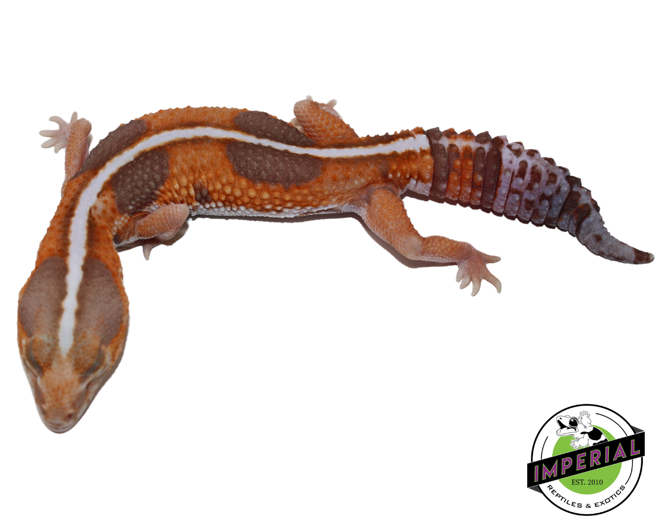 Whiteout Amel African Fat Tail Gecko For Sale - Imperial Reptiles ...