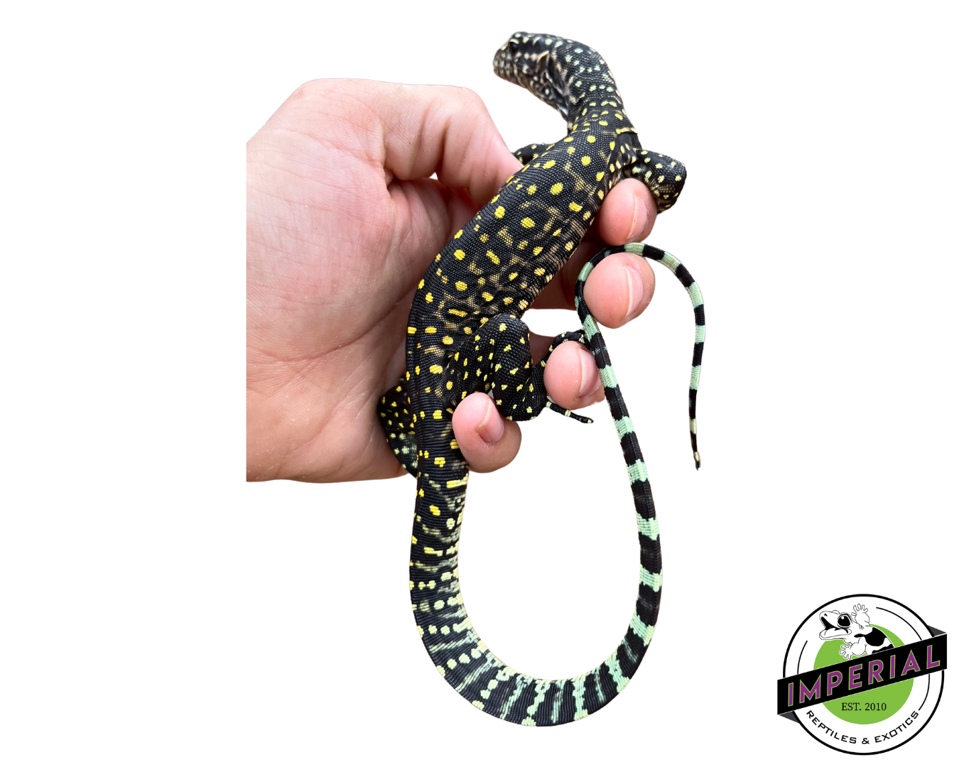 Baby Pastel Blue Tail Monitor Baby (Jayapura) For Sale - Imperial ...