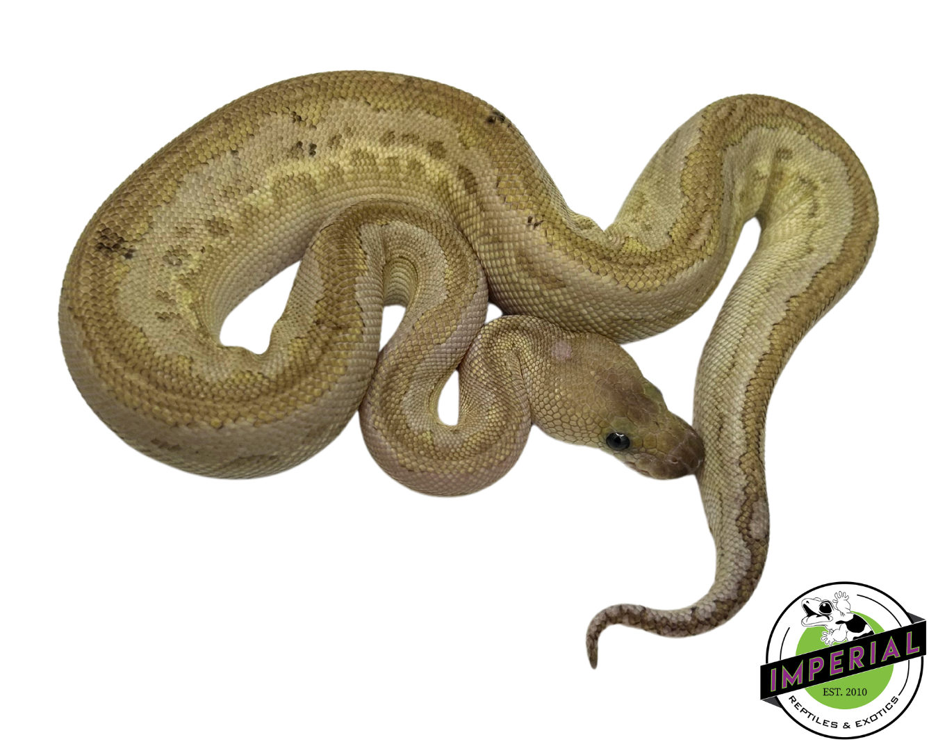 Cinnamon Bamboo Clown Ball Python For Sale - Imperial Reptiles ...