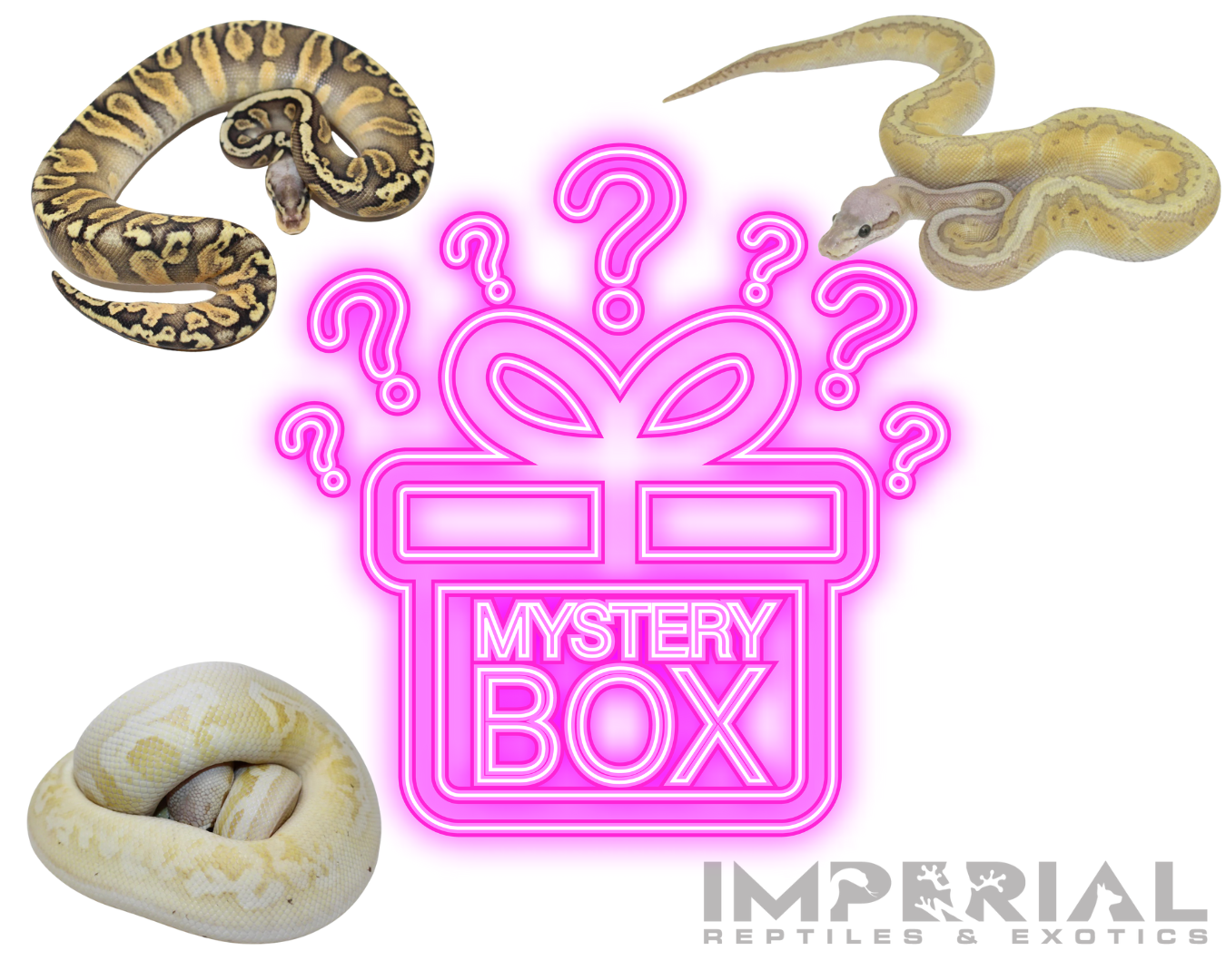Mystery Box Ball Python For Sale - Imperial Reptiles – IMPERIAL ...