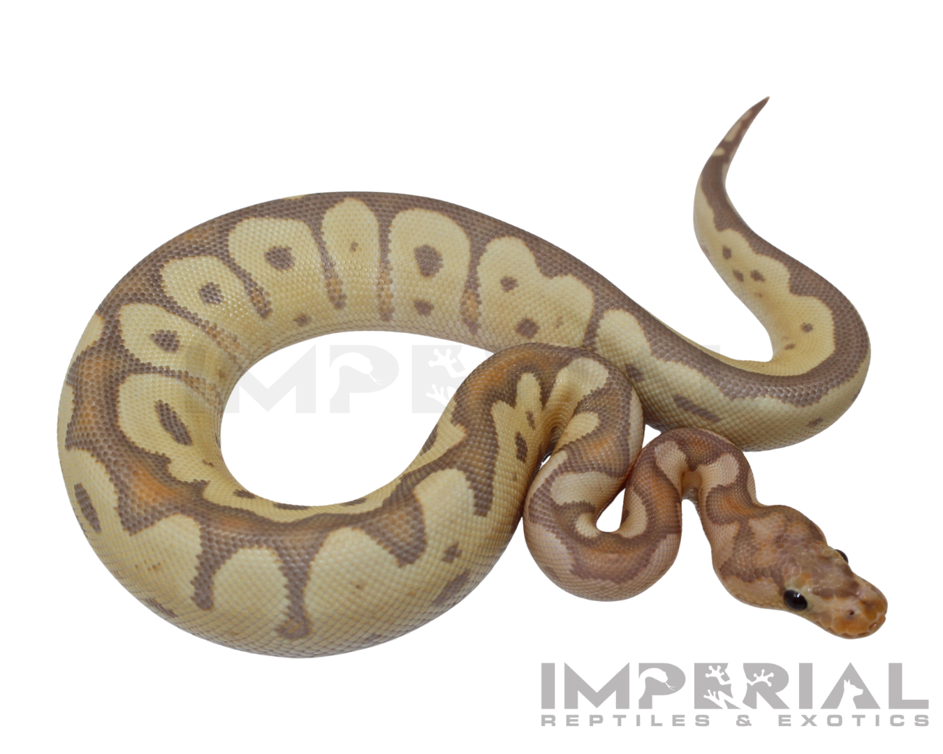 Banana Clown Ball Python For Sale - Imperial Reptiles – IMPERIAL ...