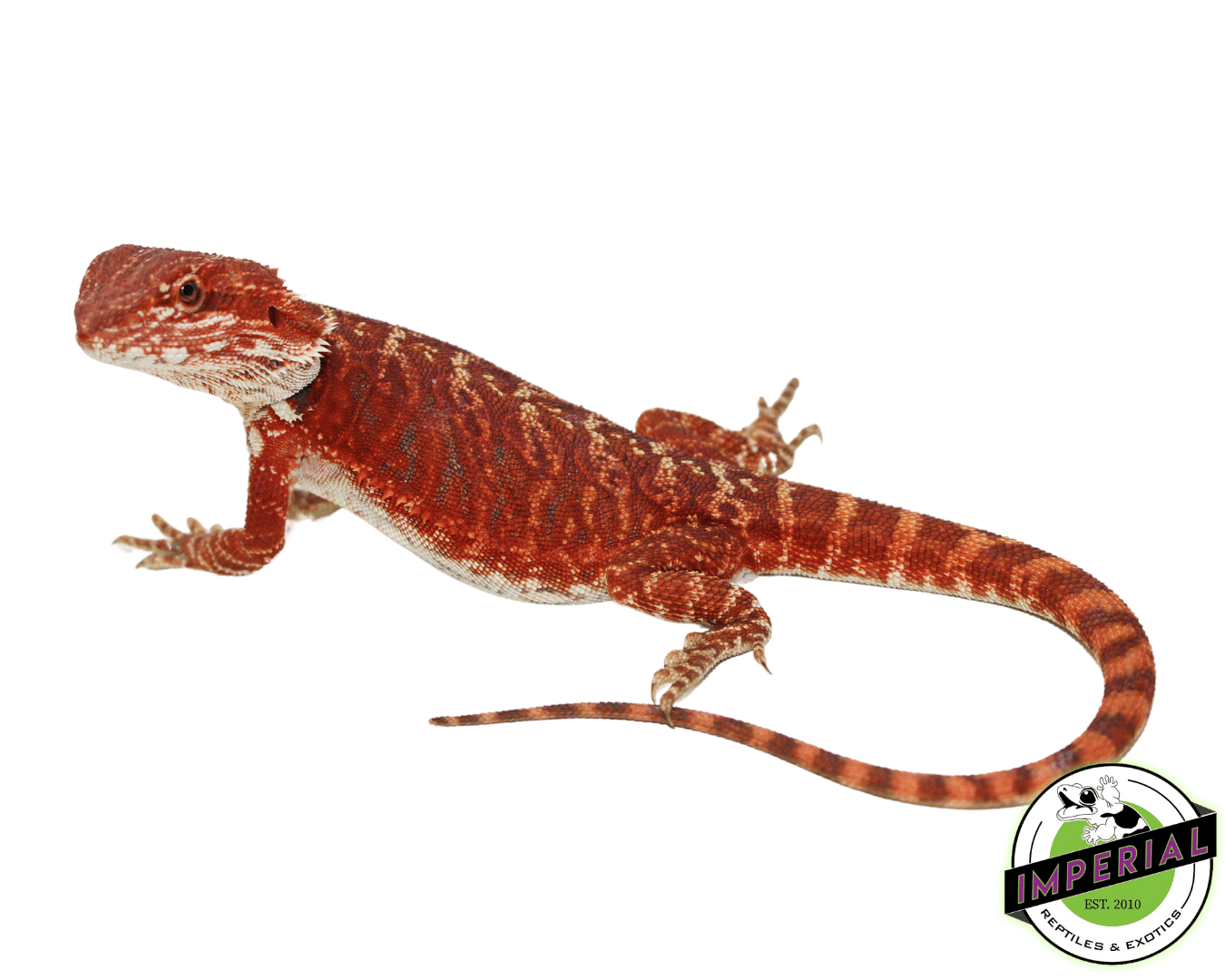 Bearded Dragon For Sale - Imperial Reptiles – IMPERIAL REPTILES & EXOTICS