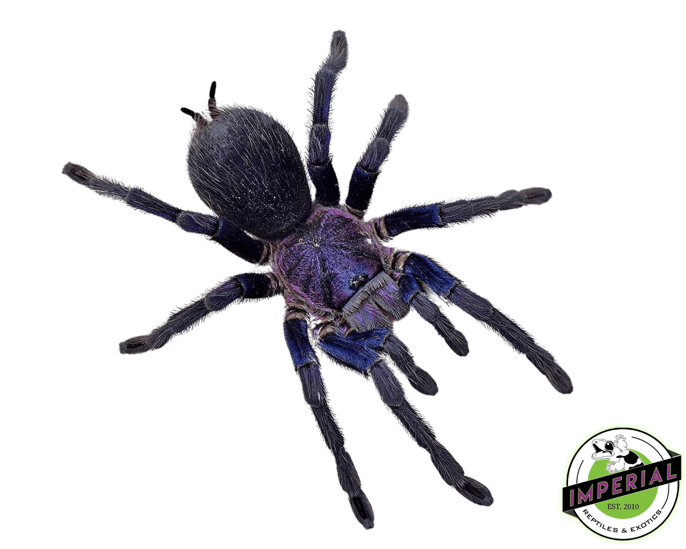Dominican Purple Bird-eater Tarantula (Phormictopus sp. 'Dominican ...