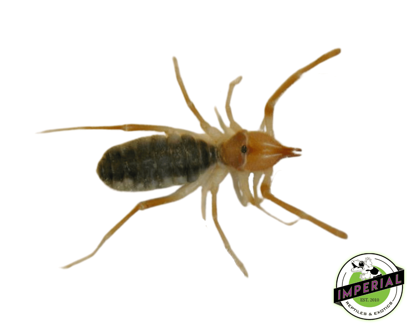 Egyptian Sun Spider (Galeodes garanti) For Sale - Imperial Reptiles ...