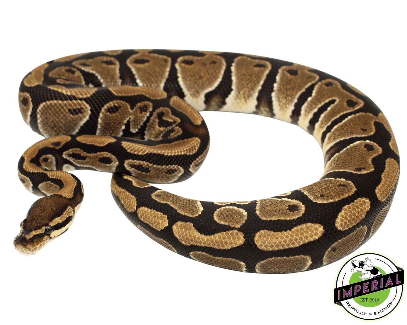 Orange Dream het. Clown For Sale - Imperial Reptiles – IMPERIAL ...