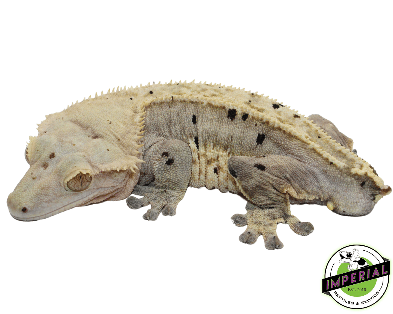 Pinstripe White-Wall Dalmatian Crested Gecko For Sale - Imperial ...