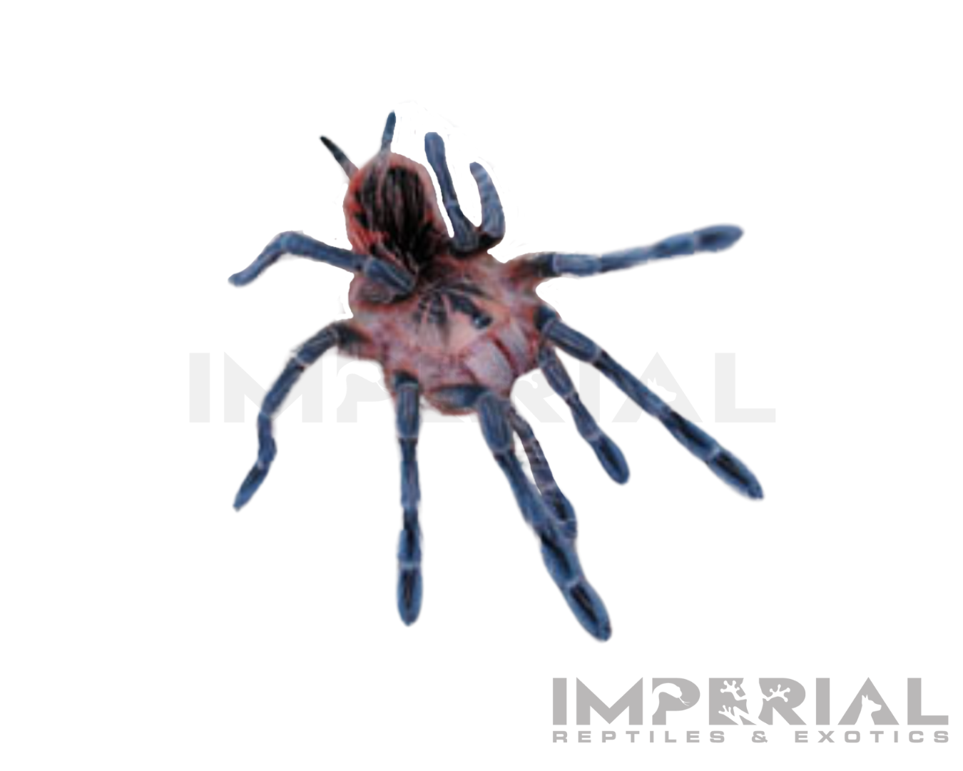 Purple Starburst Bird-eater Tarantula (Pamphobeteus sp. 'Machala') For ...