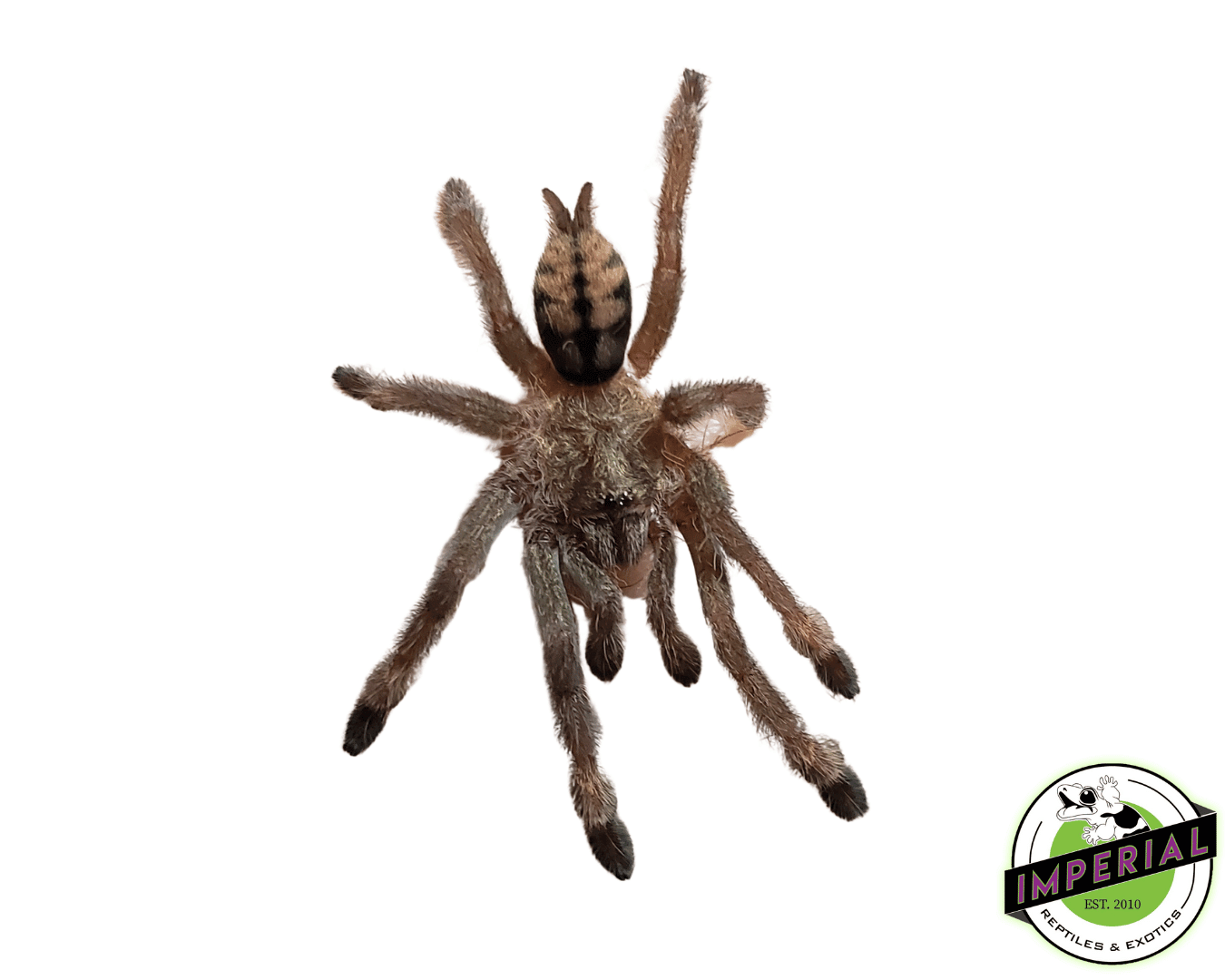 Trinidad Chevron Tarantula (Psalmopoeus cambridgei) For Sale - Imperial ...