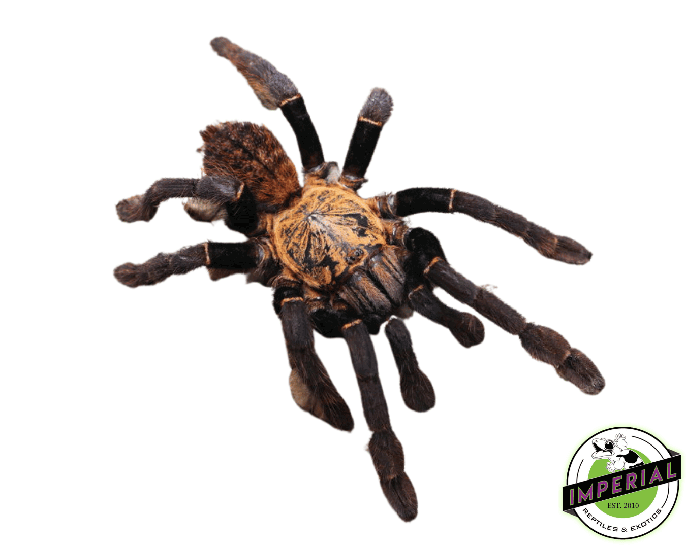 Vietnam Silver Tarantula (Ornithoctonus sp. Orni'Ho Chi Minh') For Sale ...
