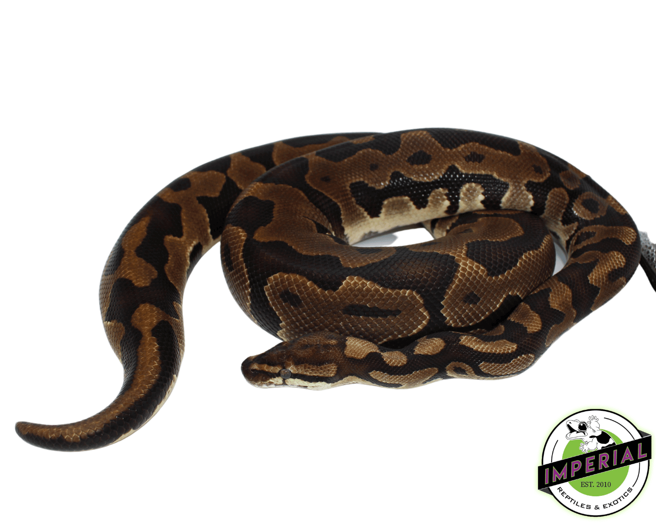 Leopard Ball Python For Sale - Imperial Reptiles – IMPERIAL REPTILES ...