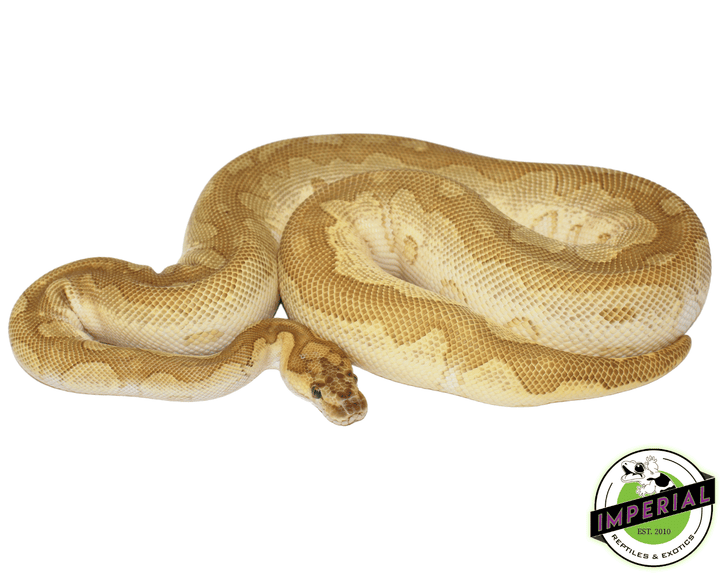 Lesser Clown Ball Python Python Snake Reptiles For Sale In Runcorn