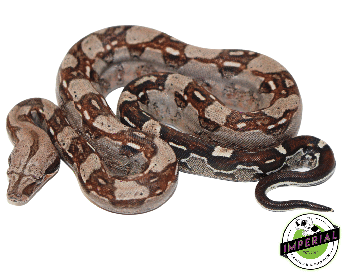 Aztec Boa Constrictor For Sale - Imperial Reptiles – IMPERIAL REPTILES ...