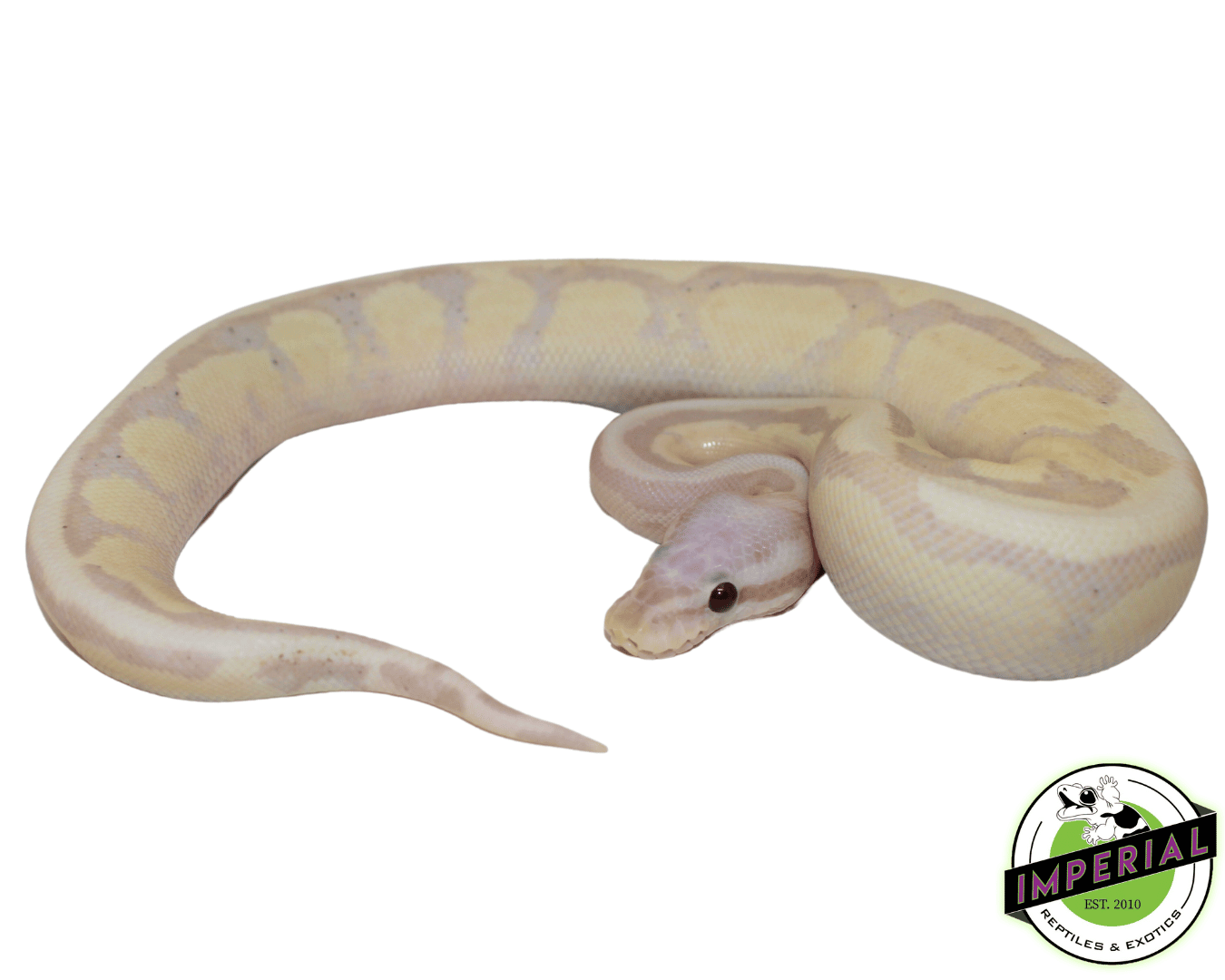 Banana Amoretti Ball Python For Sale - Imperial Reptiles – IMPERIAL ...