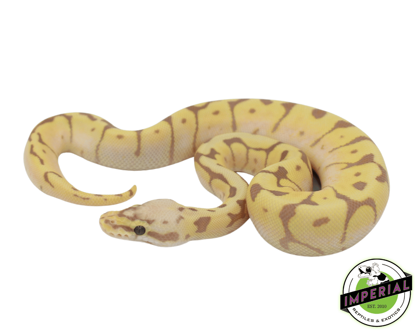 Banana Bee Ball Python For Sale - Imperial Reptiles – IMPERIAL REPTILES ...