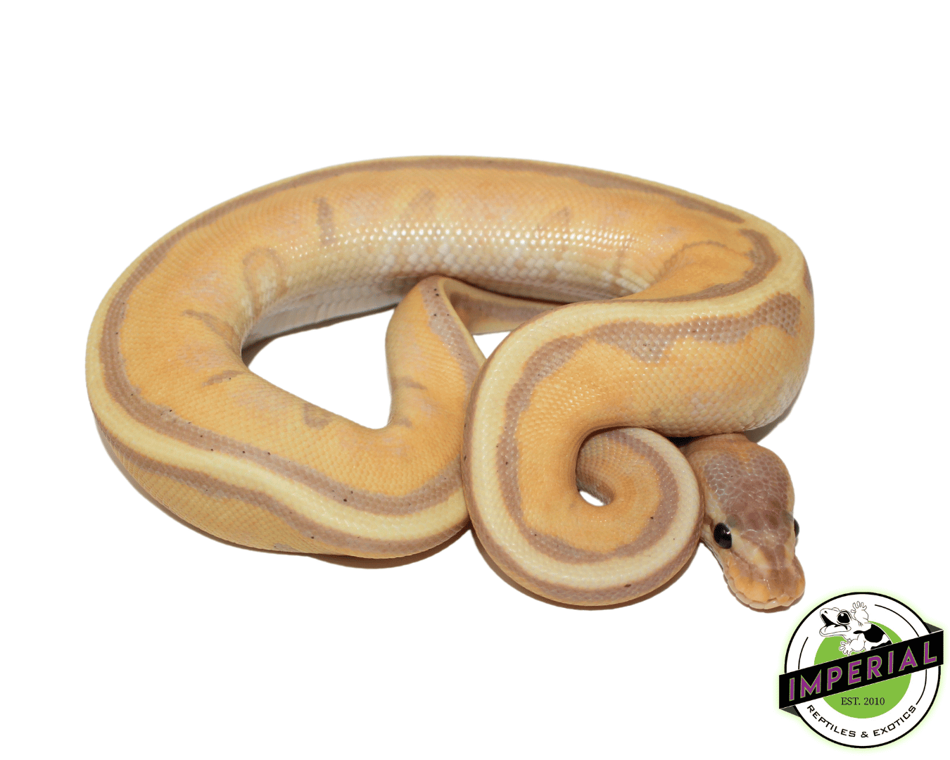 Banana Stripe Ball Python For Sale - Imperial Reptiles – IMPERIAL ...
