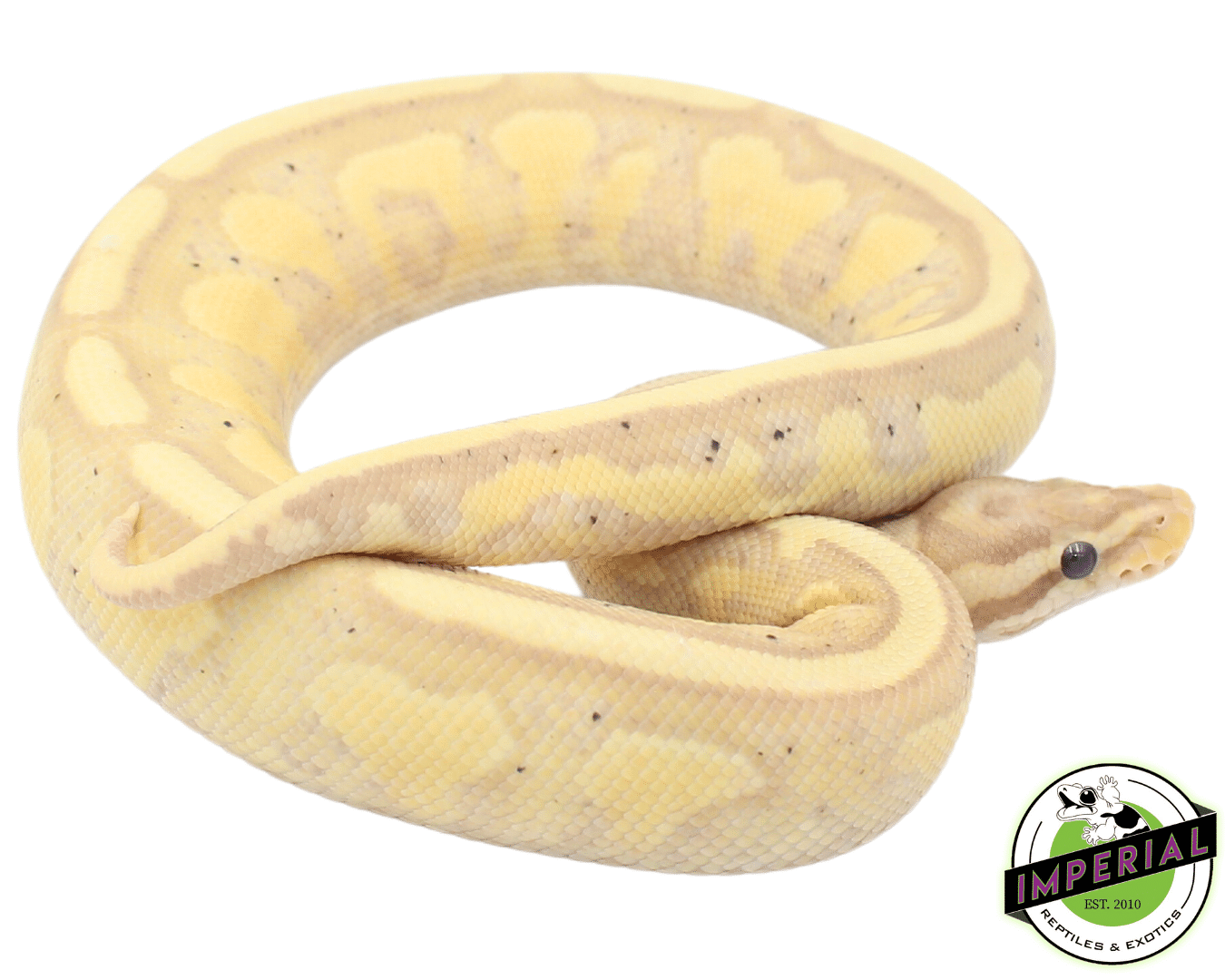 Banana Superstripe Ball Python For Sale - Imperial Reptiles – IMPERIAL ...