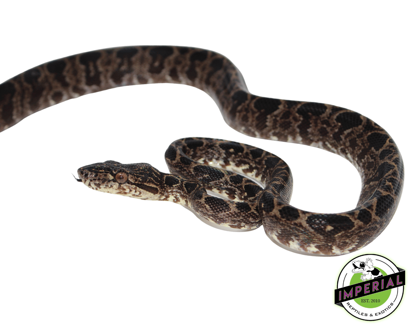 Halloween Amazon Tree Boa